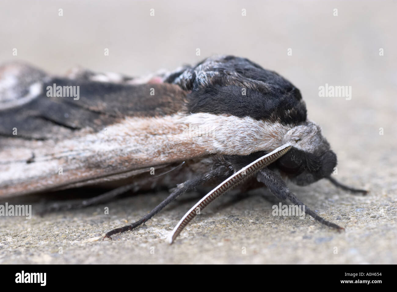 Privet Hawk Moth Stock Photo - Alamy