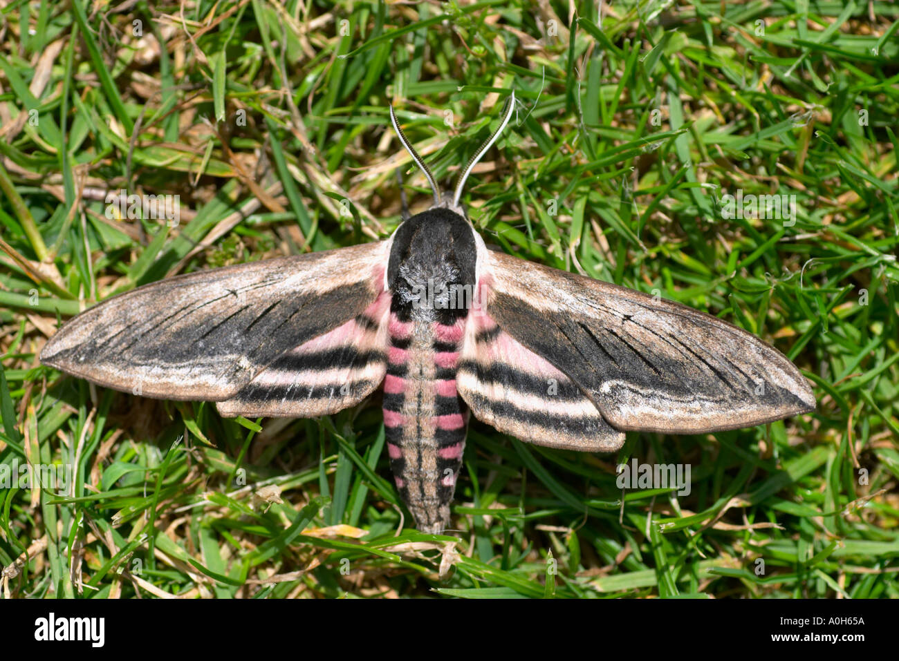 Privet Hawk Moth Stock Photo - Alamy