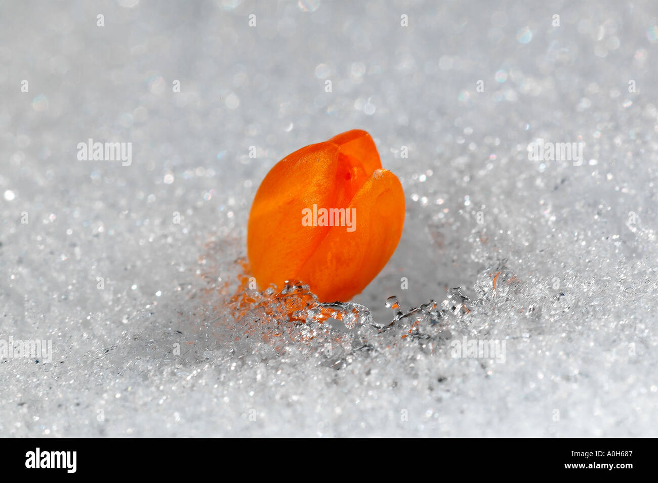 Crocus liliaceae lily family hi-res stock photography and images - Alamy