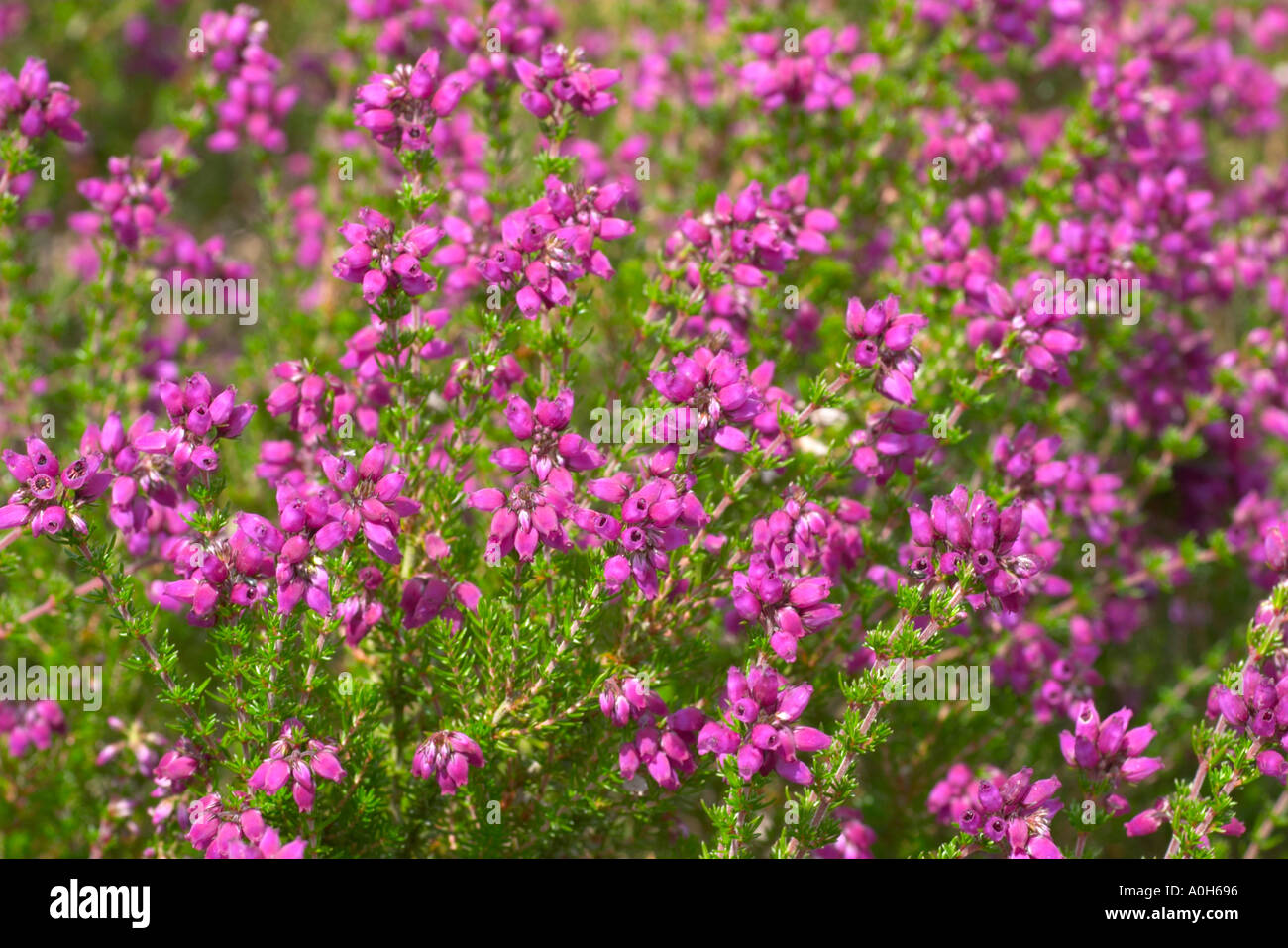 Purple erica hi-res stock photography and images - Alamy