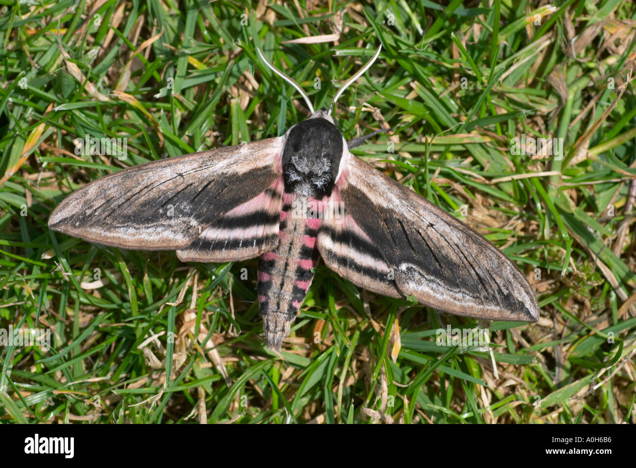 Privet Hawk Moth Stock Photo - Alamy
