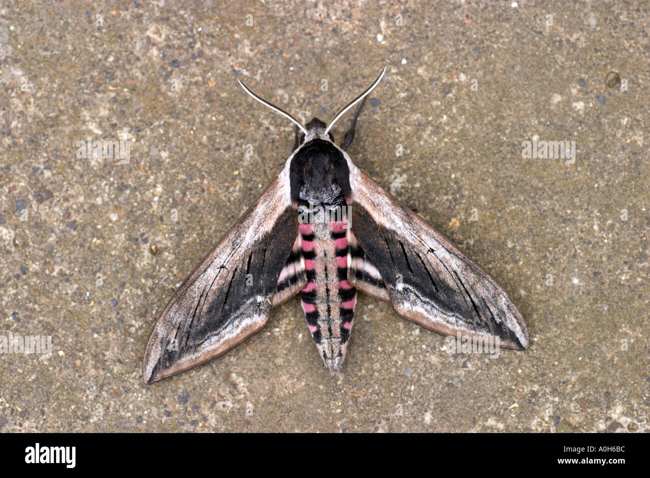 Privet Hawk Moth Stock Photo - Alamy