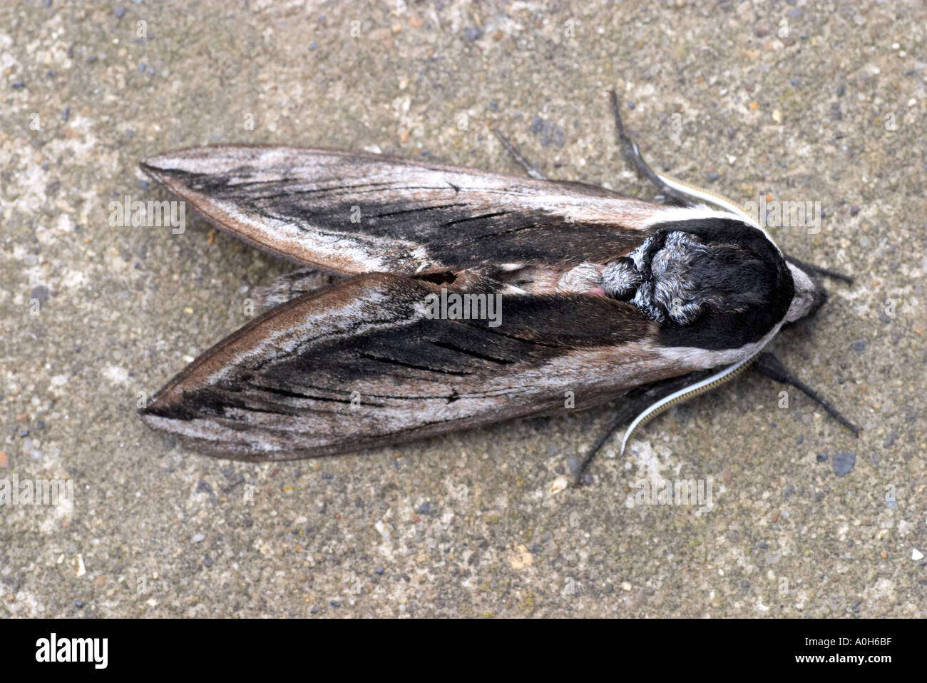 Privet Hawk Moth Stock Photo - Alamy