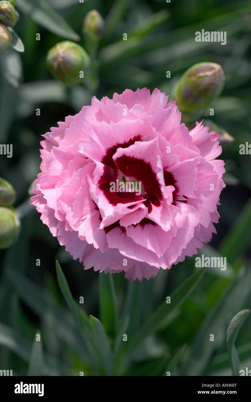 Dianthus Raspberry Swirl