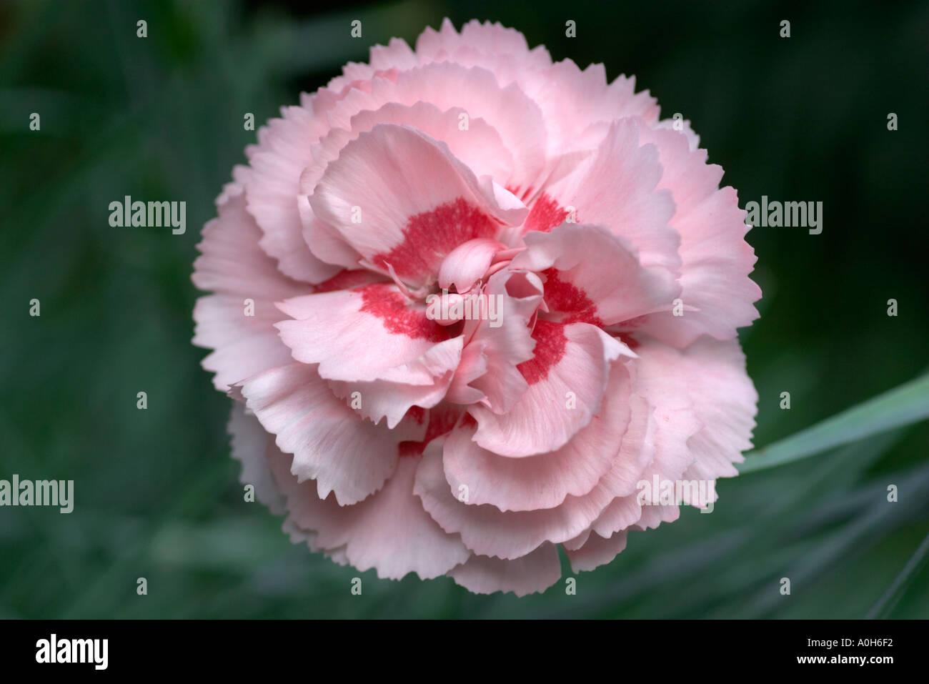 Dianthus Doris High Resolution Stock Photography and Images - Alamy