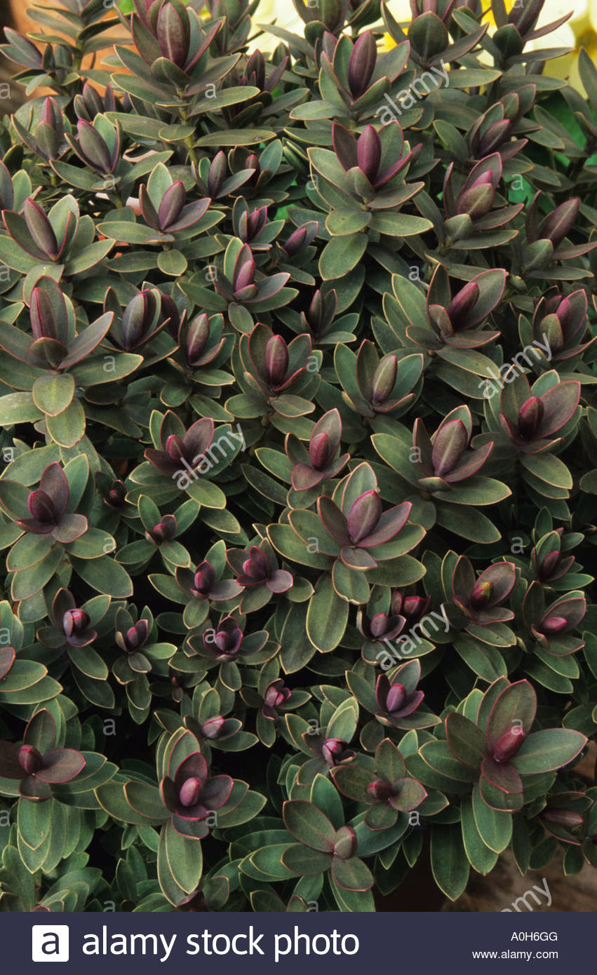 Hebe Stock Photos & Hebe Stock Images - Alamy