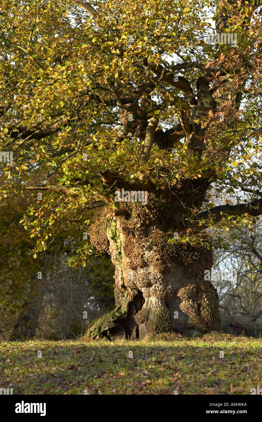 North Yorkshire Ancient oak on parkland estate Stock Photo - Alamy