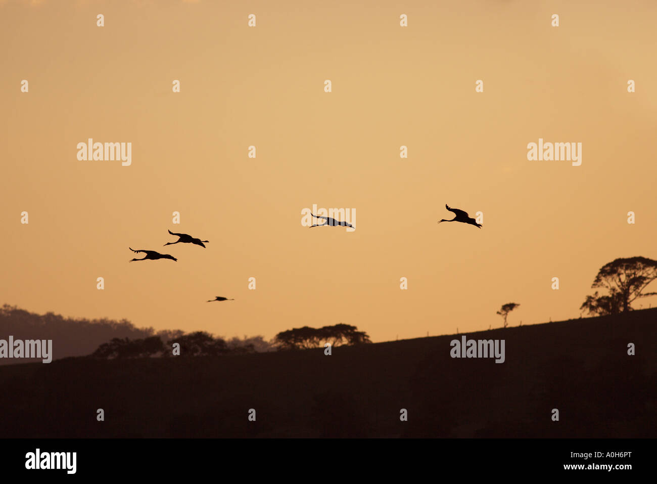 Sarus Crane Grus antigone landing at Bromfield Swamp at dusk Stock ...