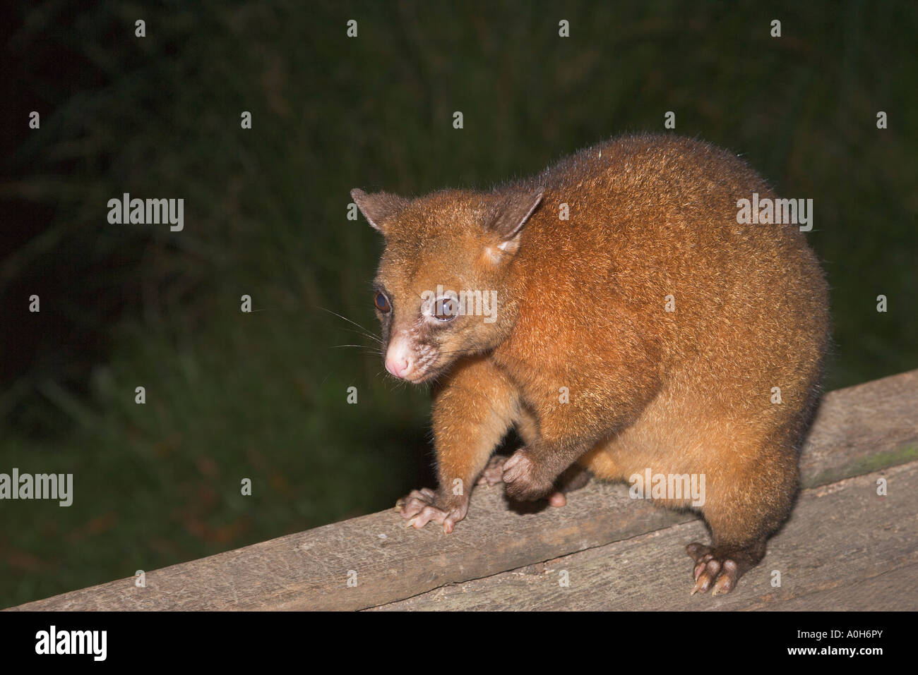 Common Brushtail Possum Trichosurus vulpecula johnstonii Stock Photo ...