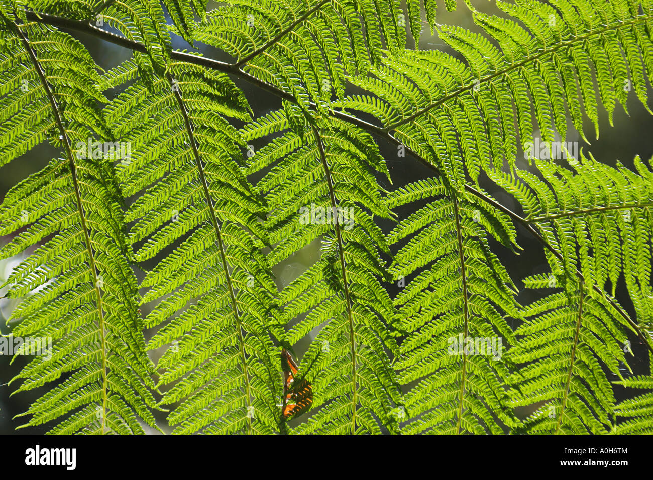 Rainforest Fern leaf detail Stock Photo - Alamy