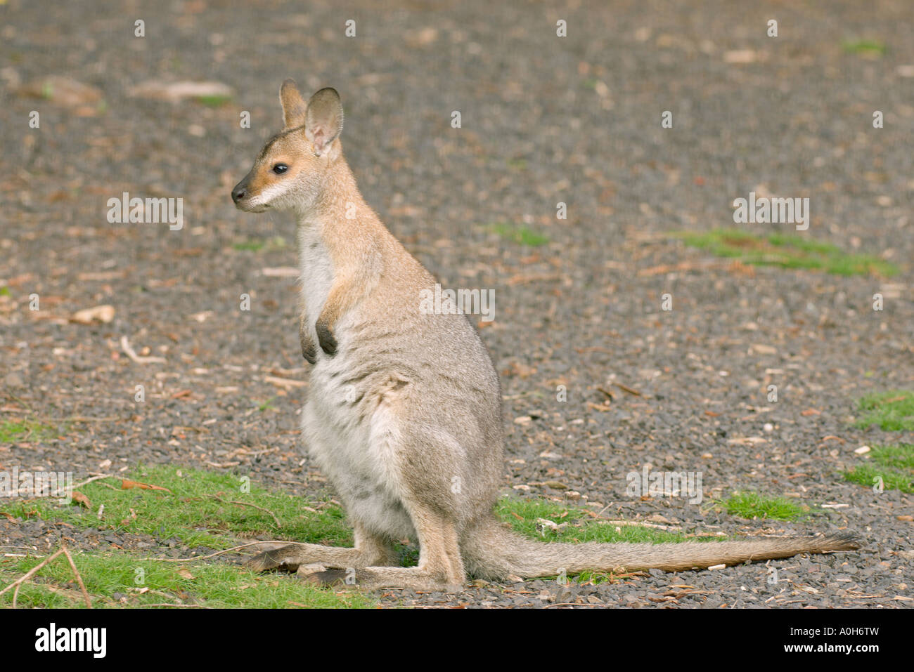 Red necked Wallaby Macropus rufogriseus Stock Photo - Alamy