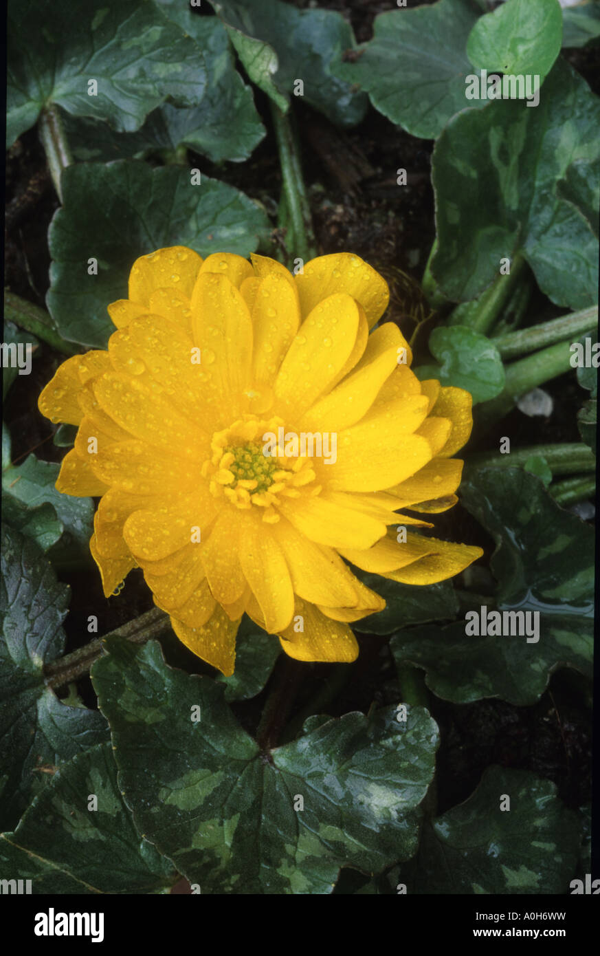 Ranunculus ficaria 'Double Bronze'. Lesser Celandine Stock Photo - Alamy
