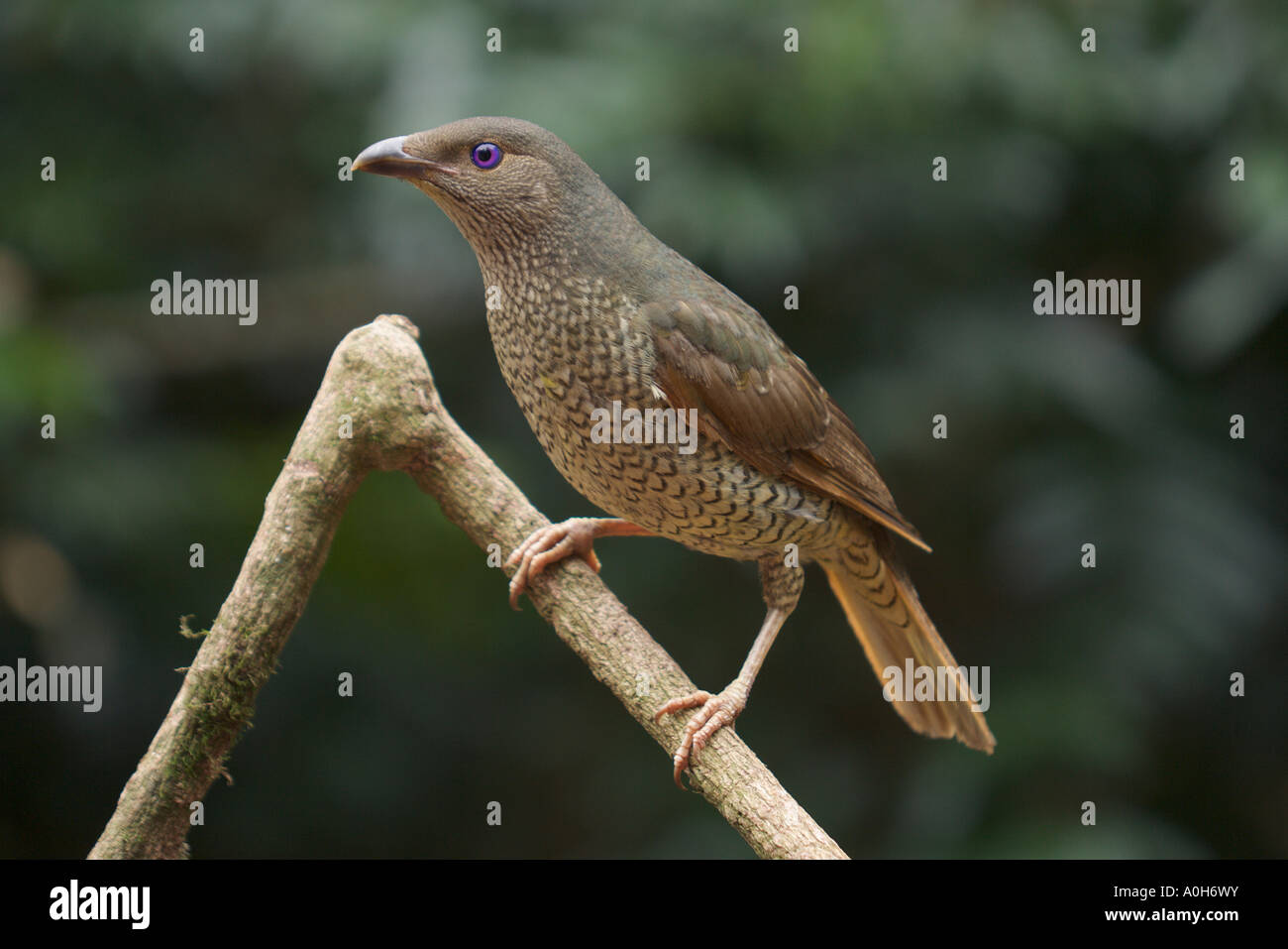 Satin Bowerbird Ptilonorhynchus violaceus female Stock Photo - Alamy