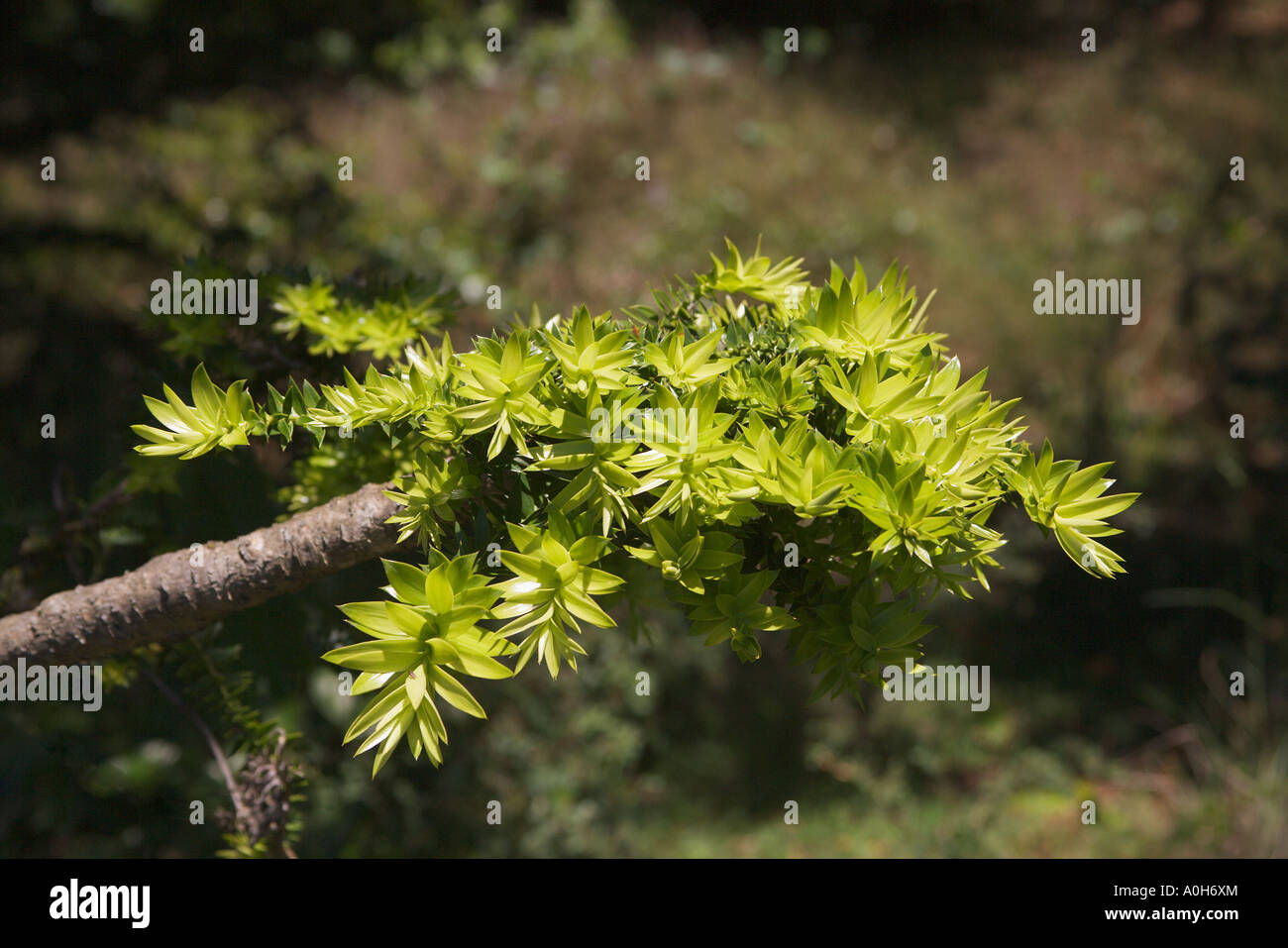 Bunya Pine tree Araucaria bidwillii sapling detail of leaf growth side ...
