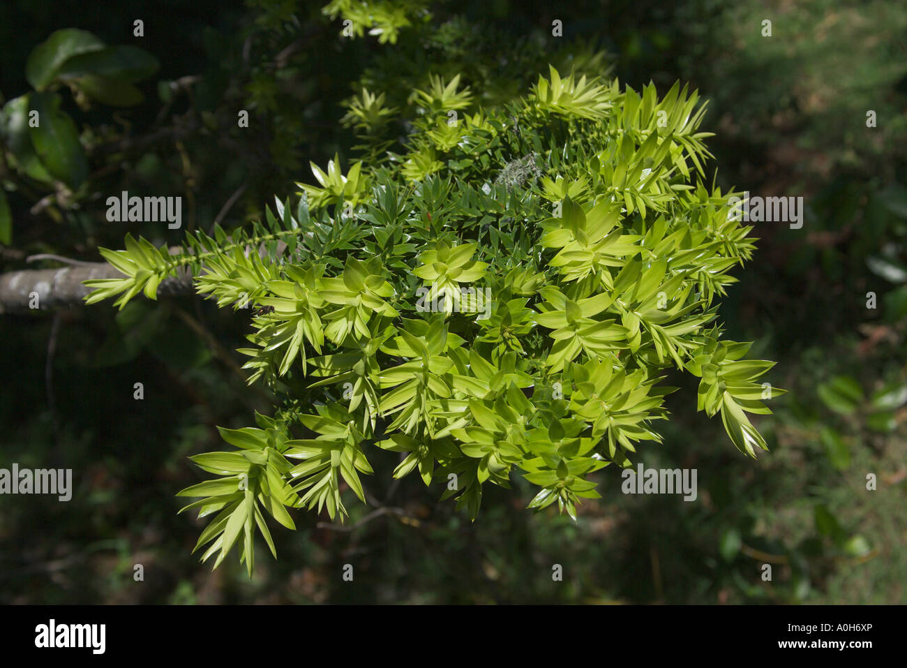 Bunya Pine tree Araucaria bidwillii sapling detail of leaf growth top ...