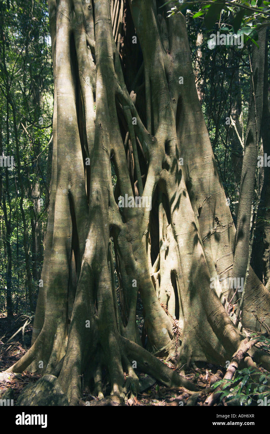 Strangler Fig Ficus destruens trunk and root detail south Queensland ...