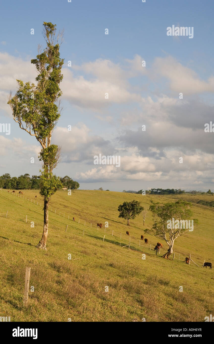 Bromfield swamp hi-res stock photography and images - Alamy