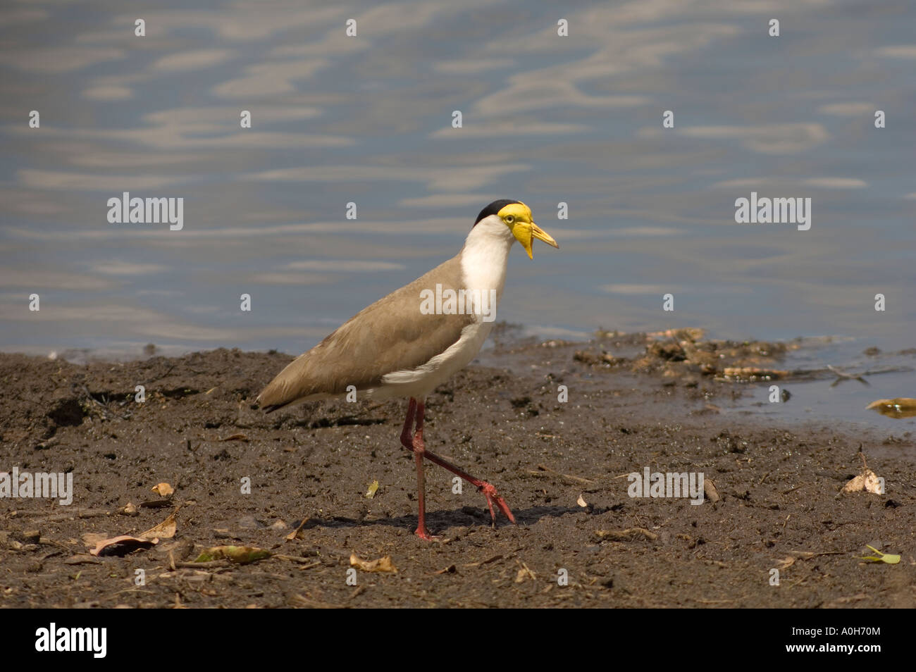 Masked Lapwing Vanellus miles Stock Photo - Alamy