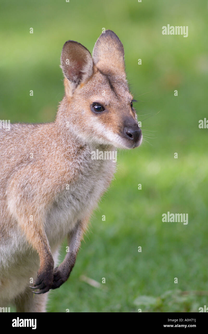 Red necked Wallaby Macropus rufogriseus Stock Photo - Alamy