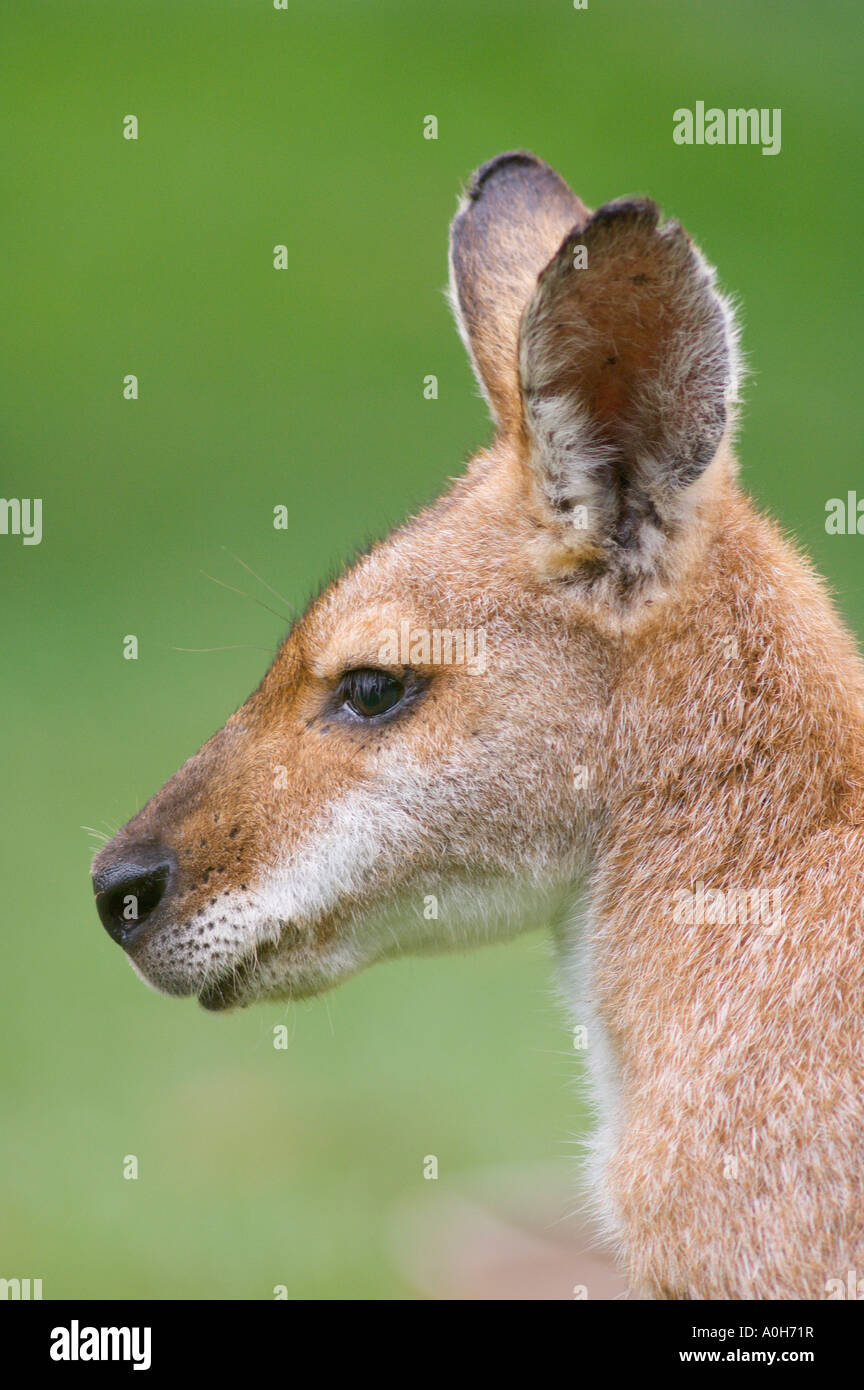 Red necked Wallaby Macropus rufogriseus Stock Photo - Alamy