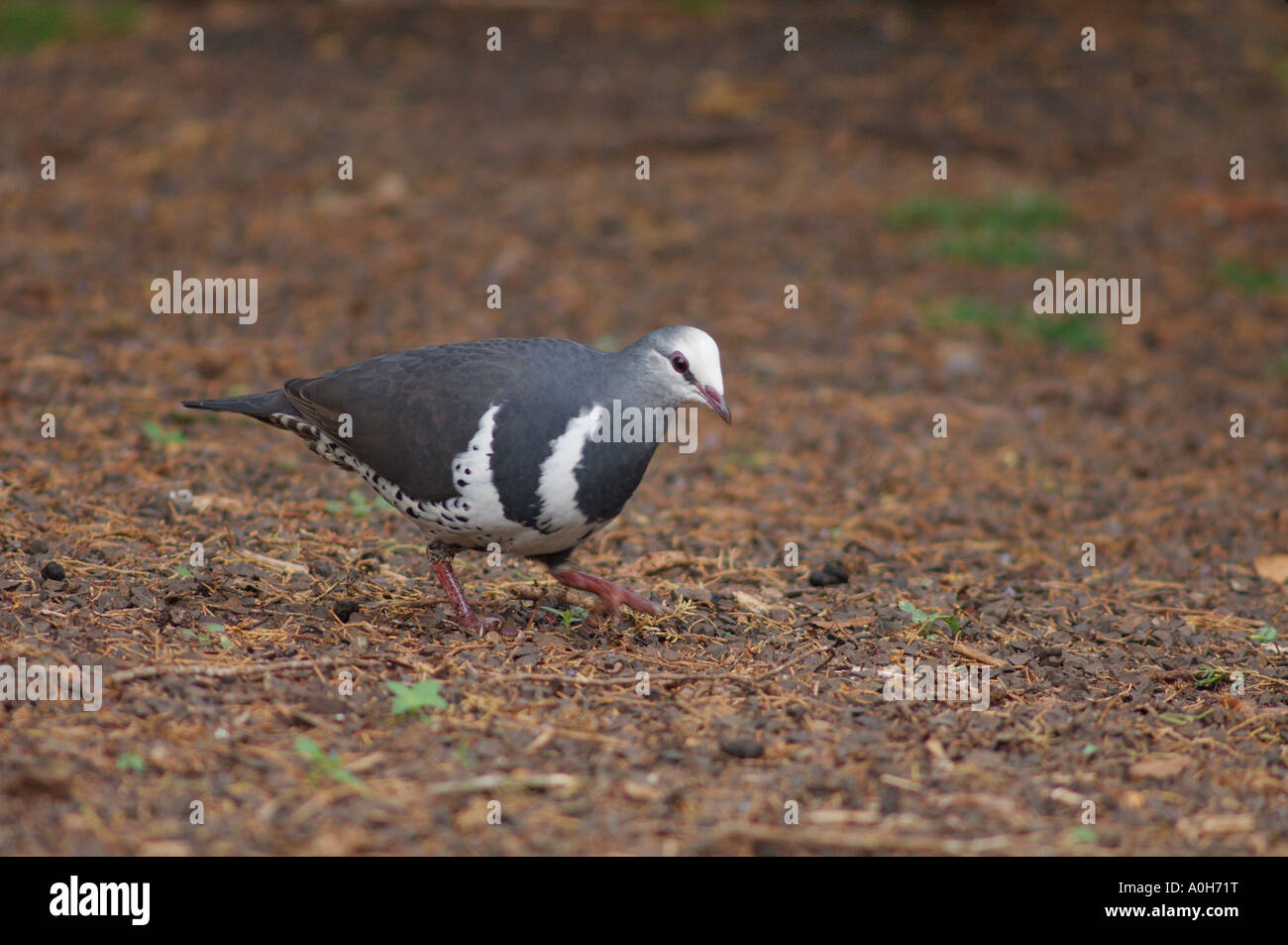 Wonga Pigeon Leucosarcia melanoleuca Stock Photo - Alamy