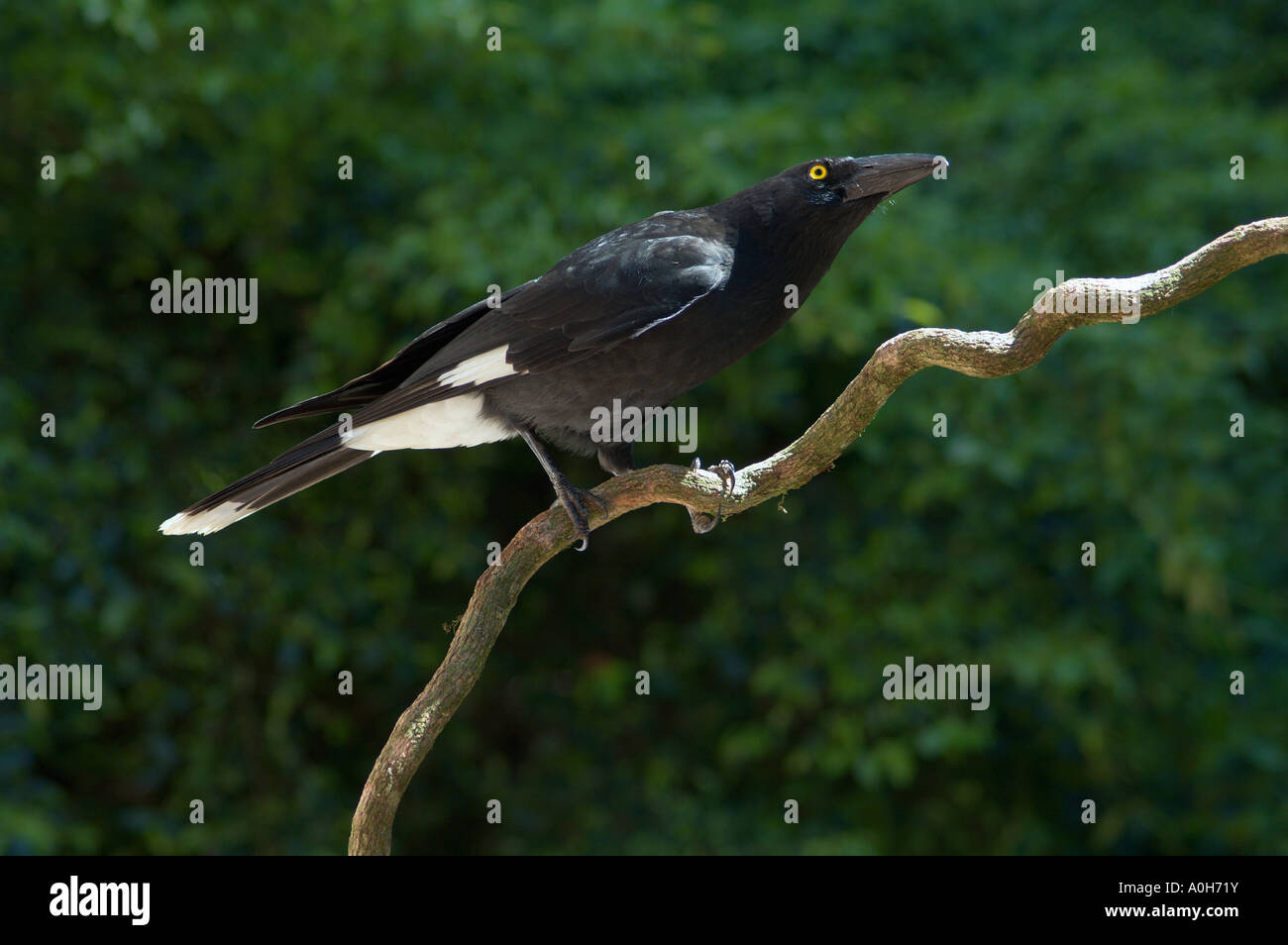 Pied Currawong Strepera graculina Stock Photo - Alamy