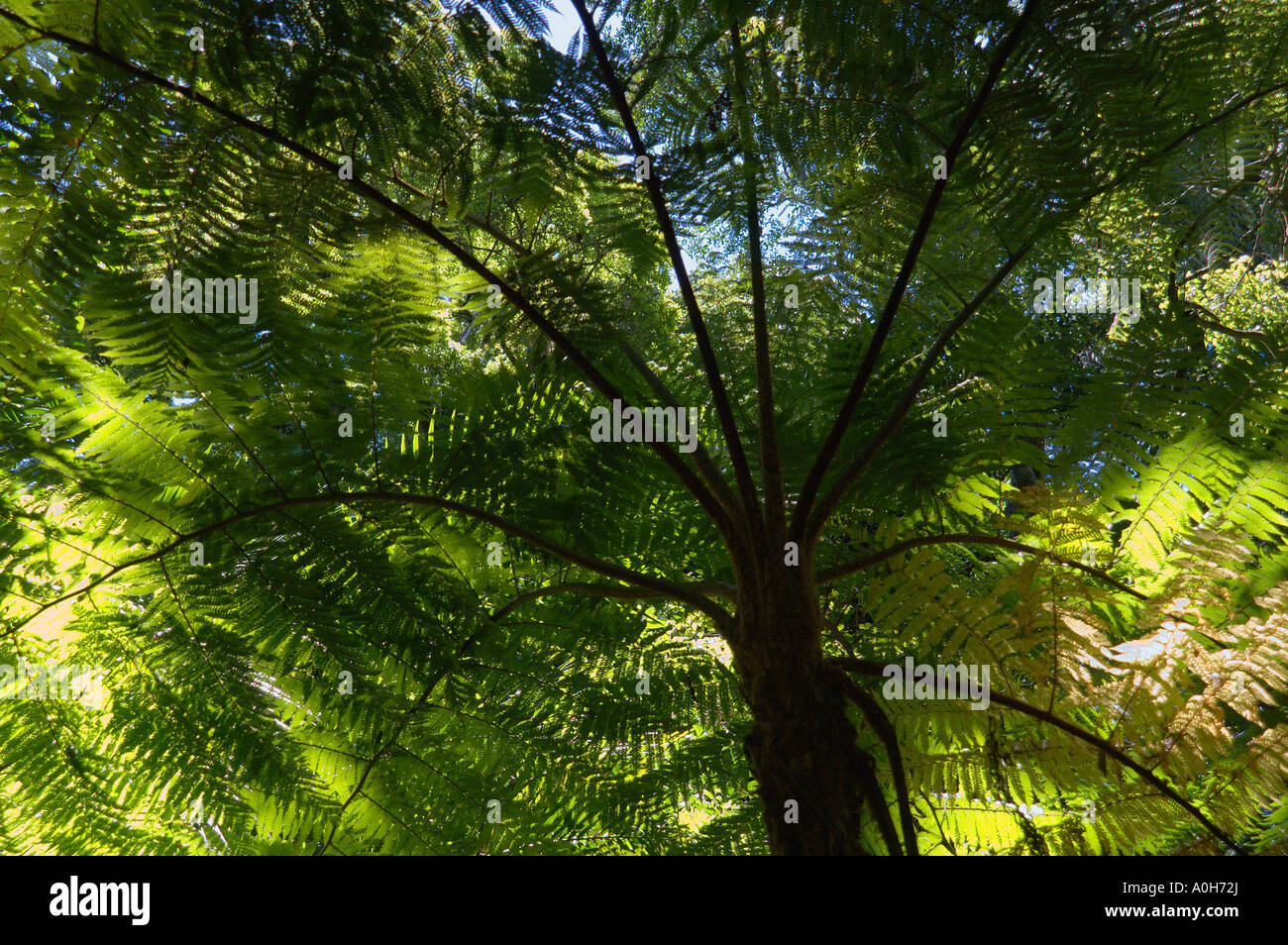Tree Fern in rainforest south Queensland Stock Photo - Alamy