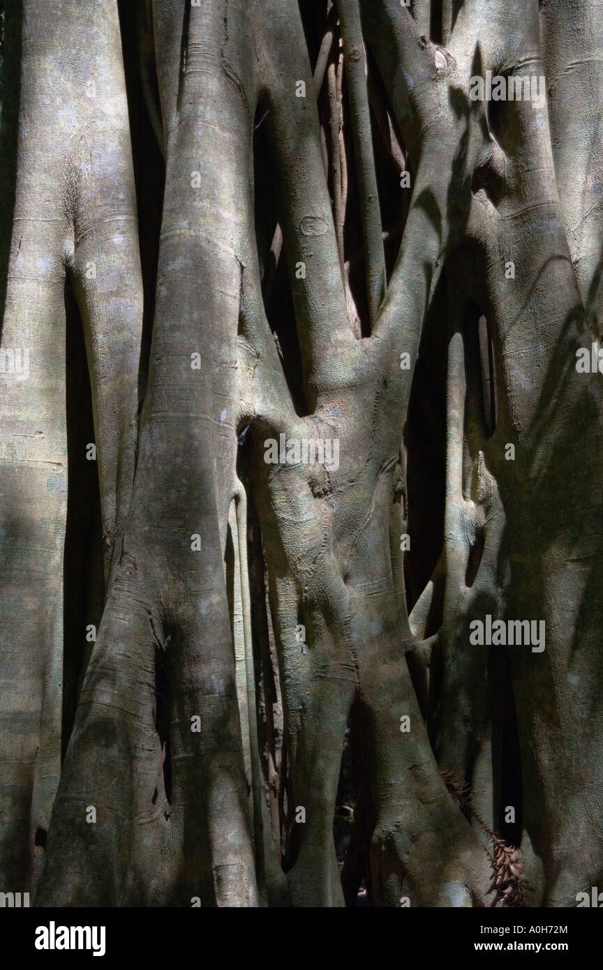 Strangler Fig Ficus destruens trunk detail south Queensland rainforest Stock Photo - Alamy
