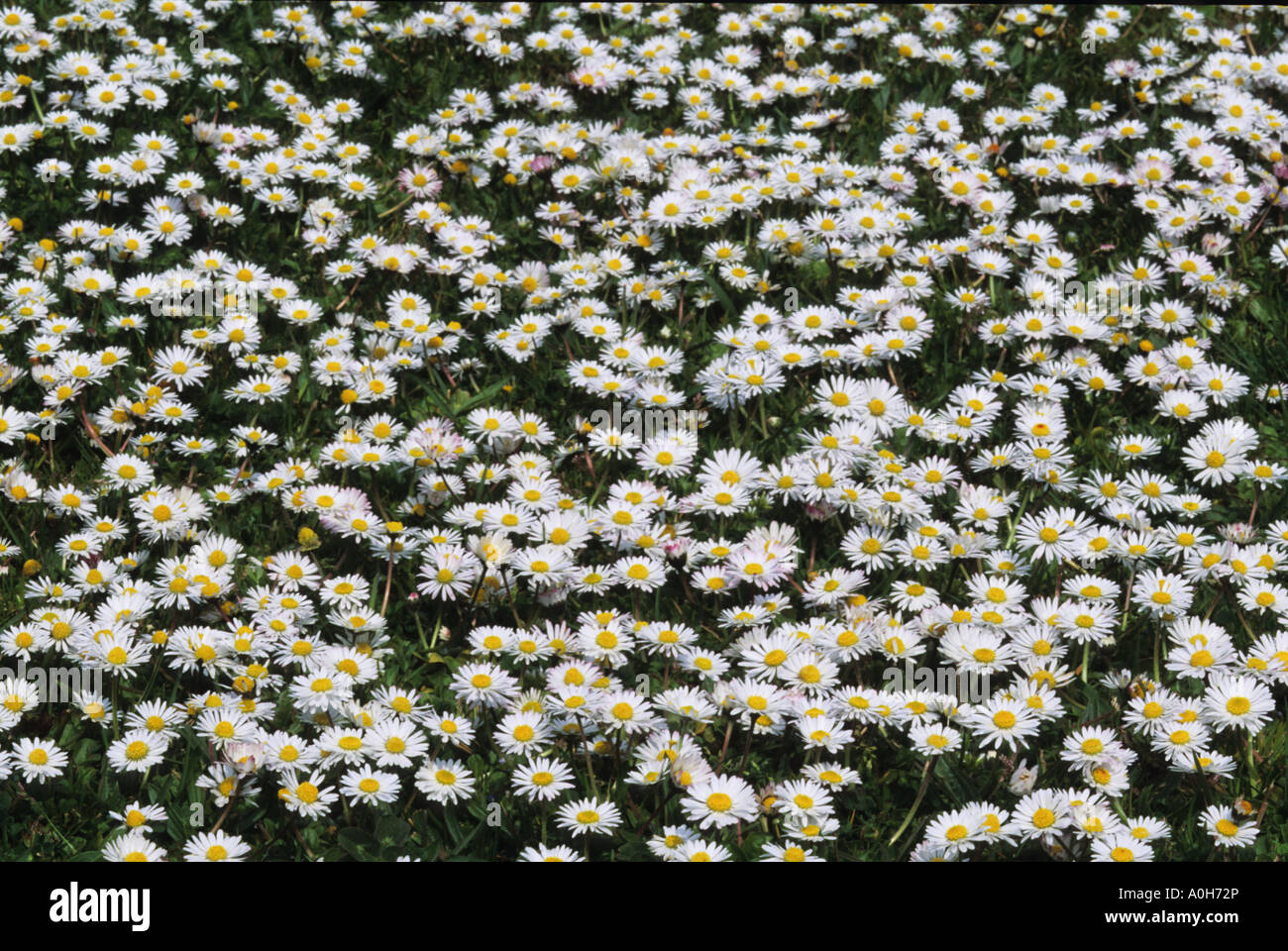 Daisy Bellis perennis in lawn Stock Photo - Alamy