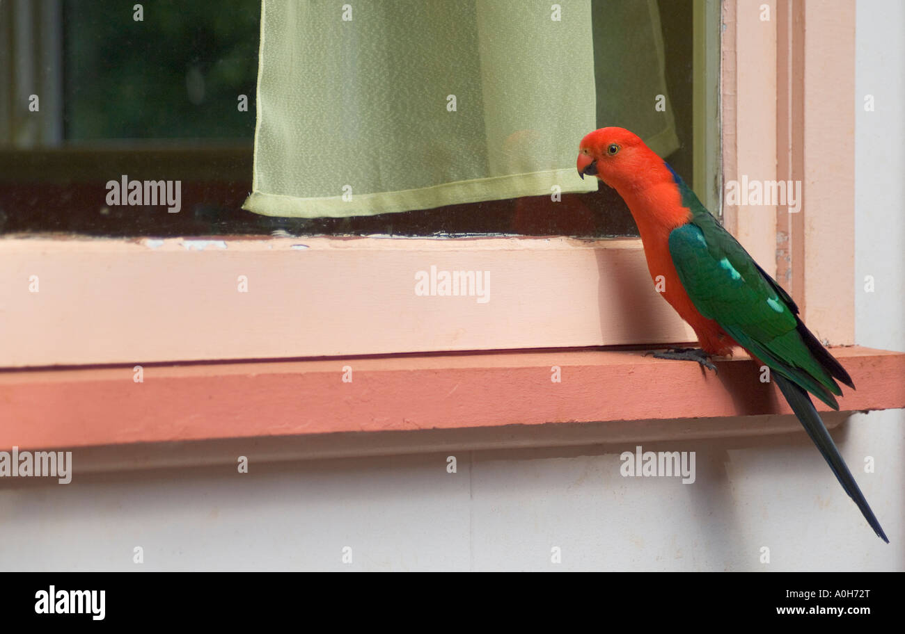 Parrot house hi-res stock photography and images - Alamy