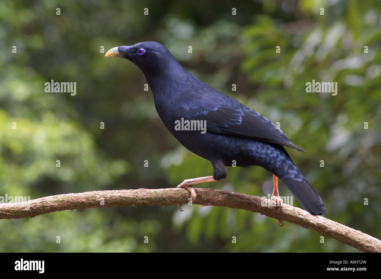 Satin bowerbird australia hi-res stock photography and images - Alamy