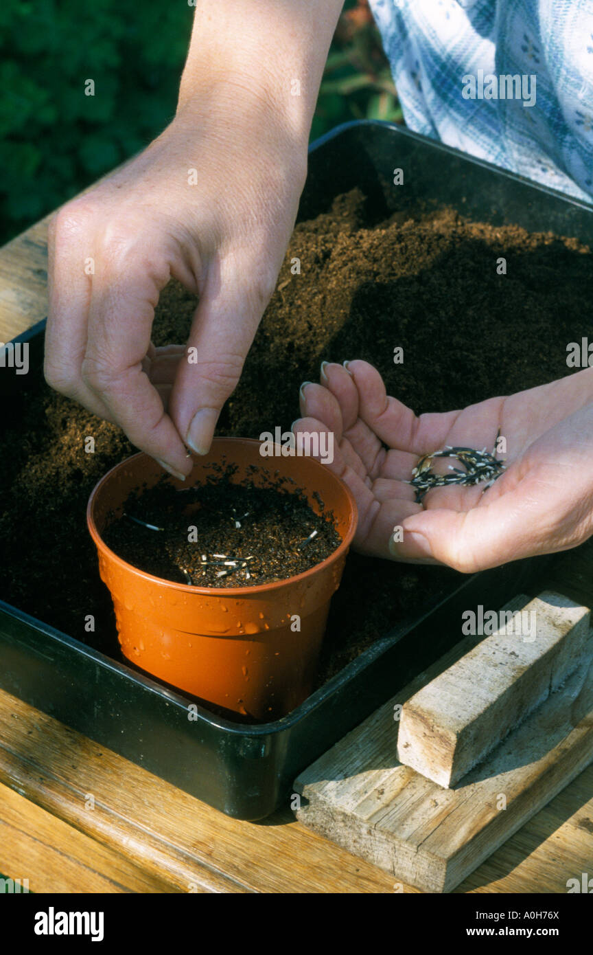 Pot marigold seeds hi-res stock photography and images - Alamy