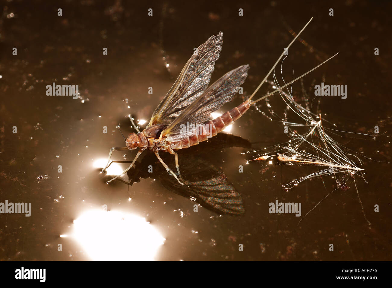 Myflies hi-res stock photography and images - Alamy
