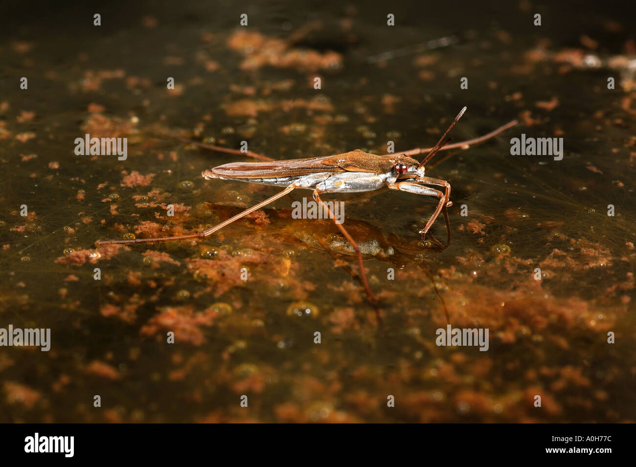 Stilt bugs hi-res stock photography and images - Alamy