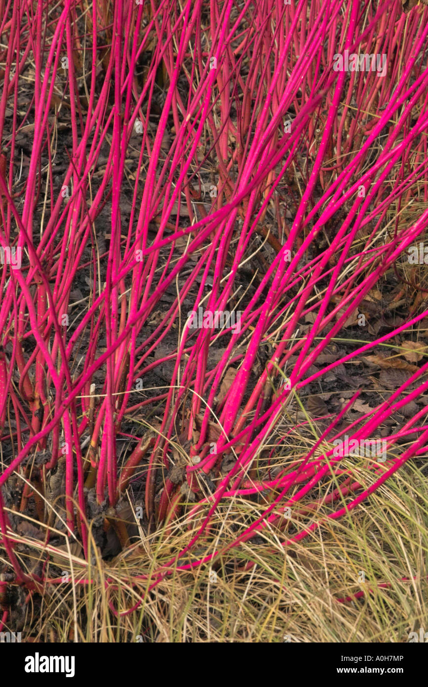 Cornus twigs in winter Stock Photo - Alamy