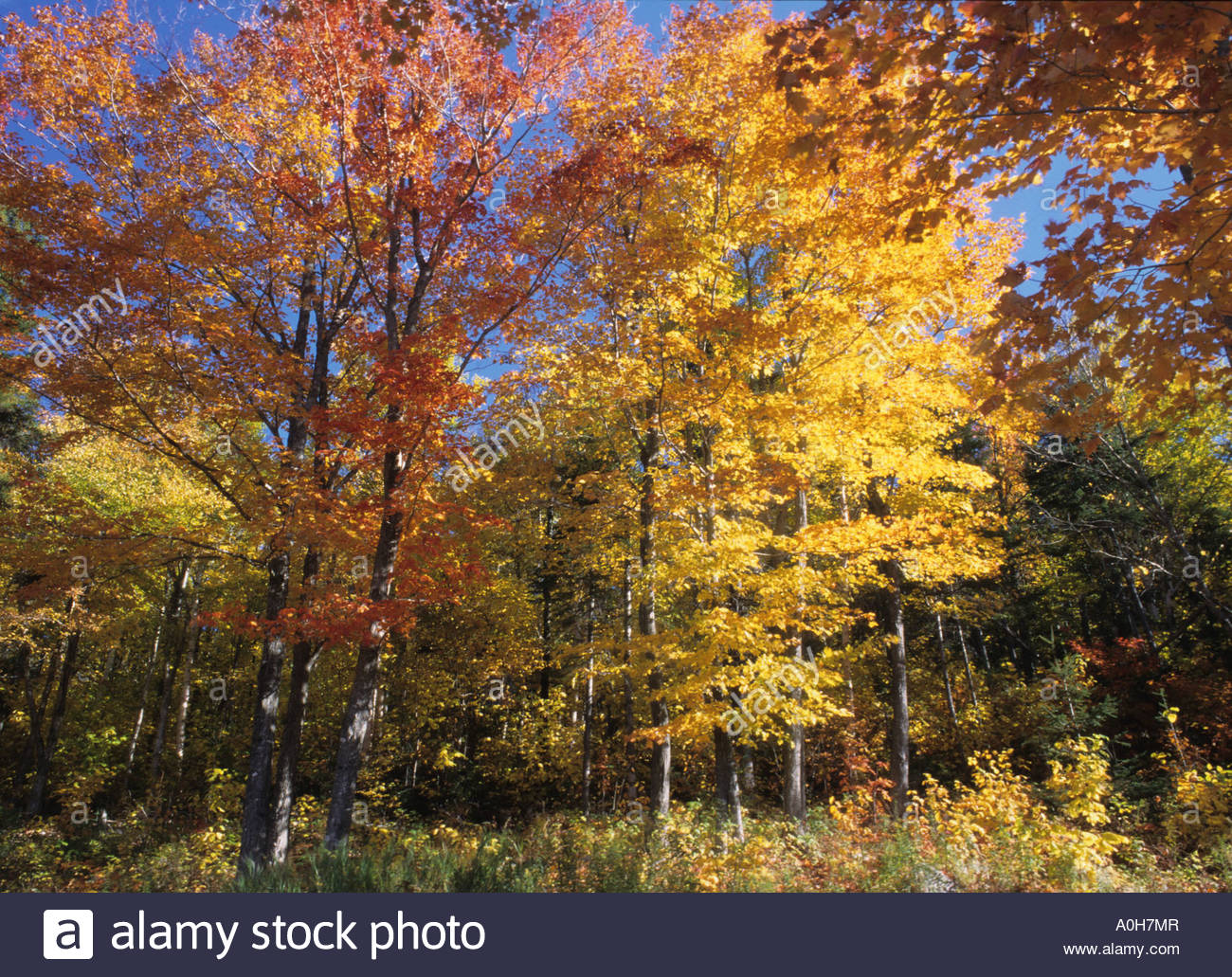 Jackson Maine Stock Photos & Jackson Maine Stock Images - Alamy