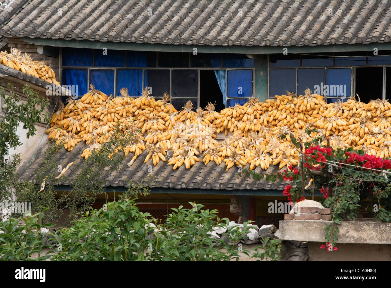 Drying of the corncobs hi-res stock photography and images - Alamy