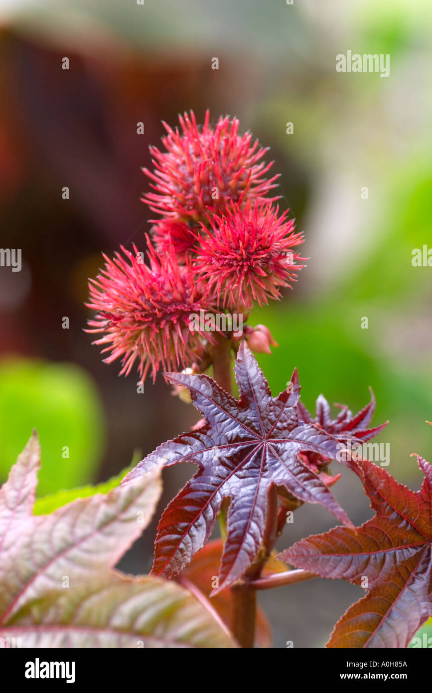 Ricinus communis Red Leaf Stock Photo - Alamy