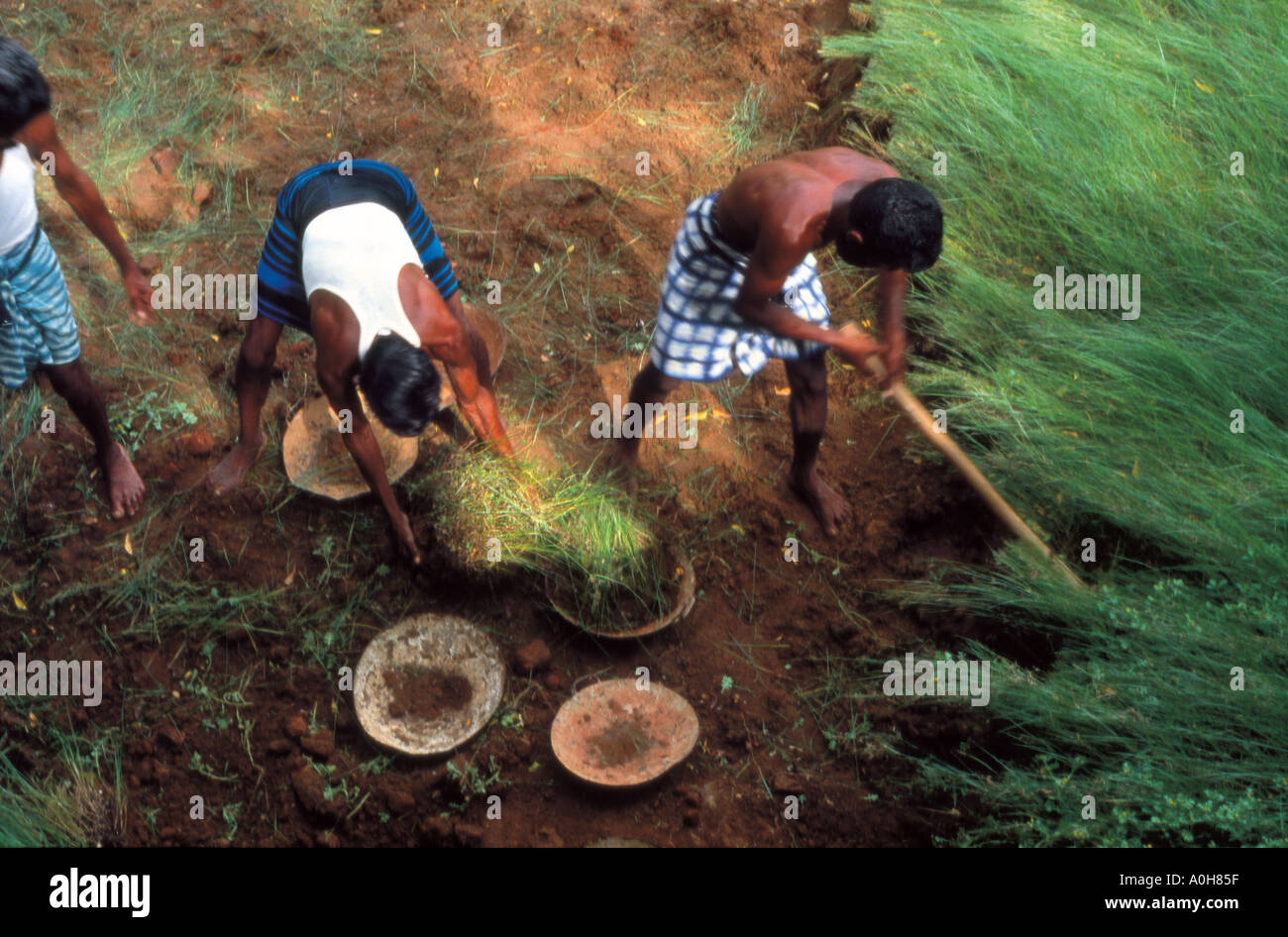 Sri Lankan labourers working on the land Sigiriya Sri Lanka Stock Photo ...