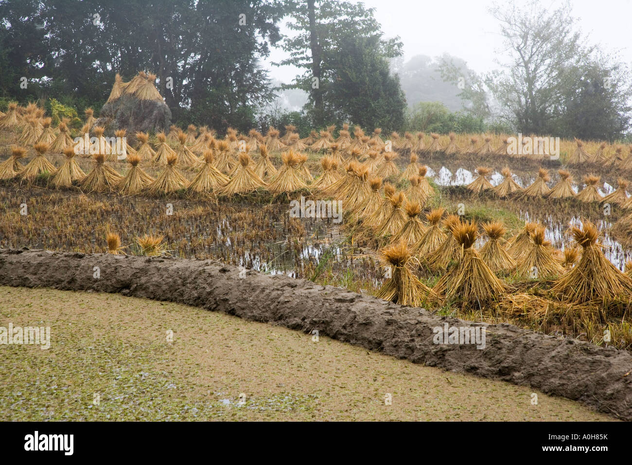Bundles of rice straw in the morning mist, Xinjie village, Yuanyang, Yunnan, China Stock Photo ...