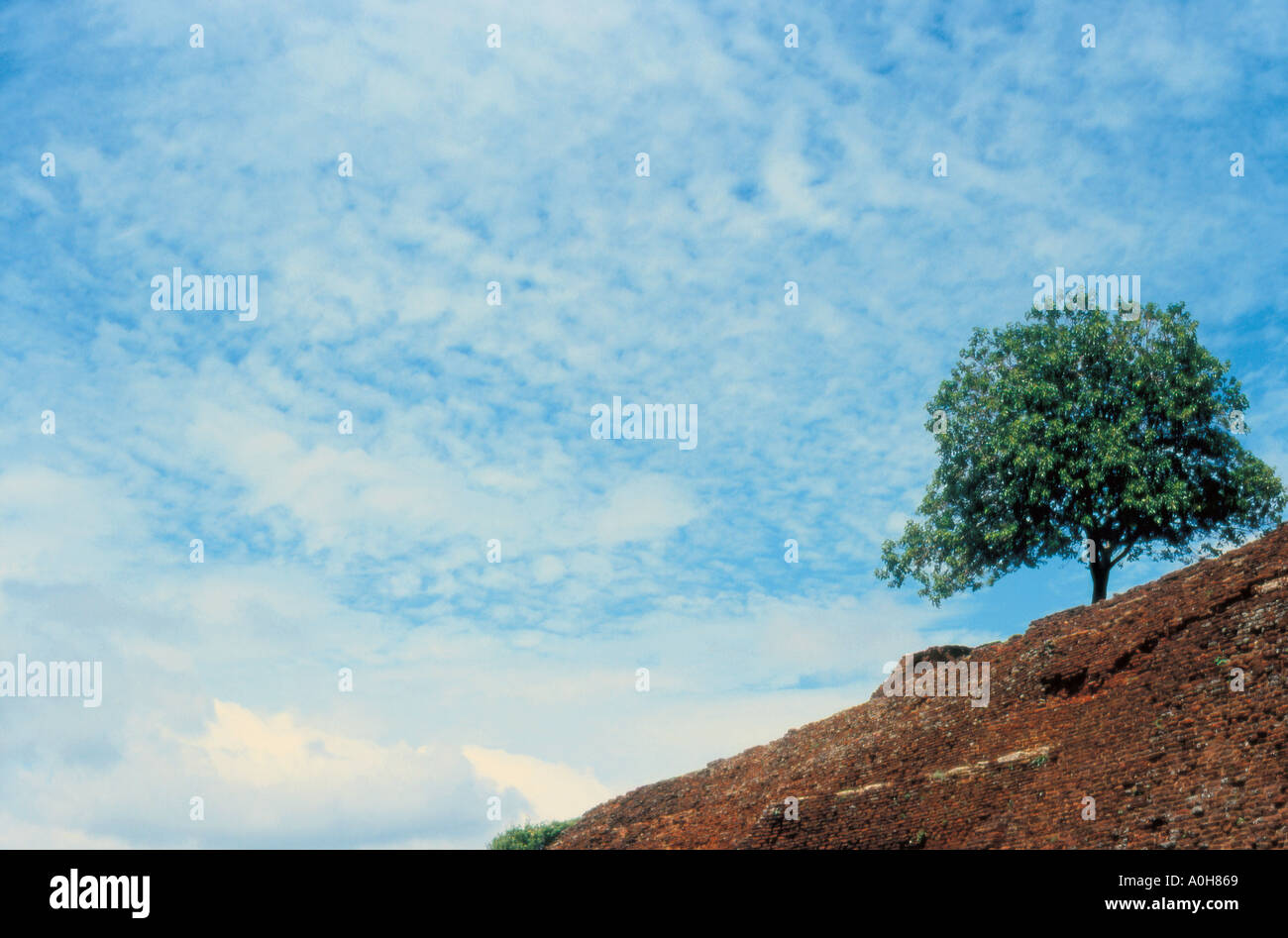 Lonely tree Sigiriya rock Sigiriya Sri Lanka Stock Photo - Alamy
