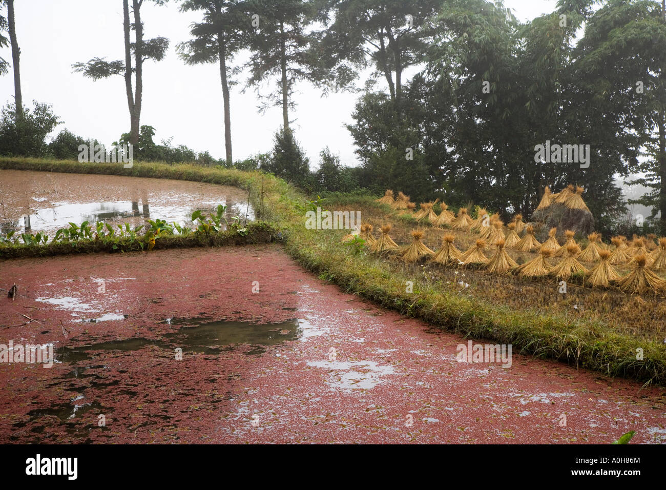 Terraces with red duckweed and rice straw bundles, Xinjie village, Yuanyang, Yunnan, China Stock ...