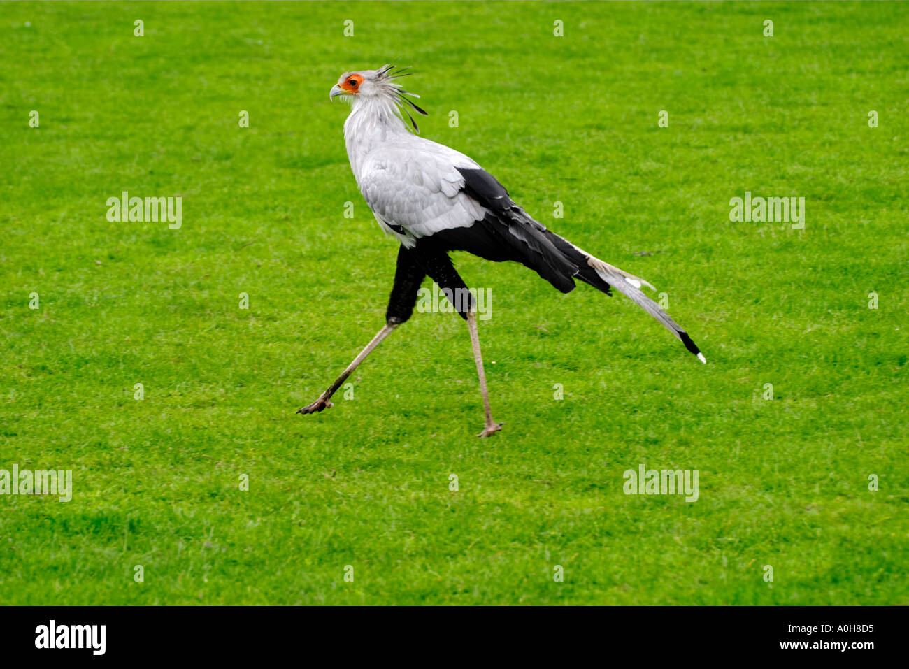 Secretary bird images hi-res stock photography and images - Alamy