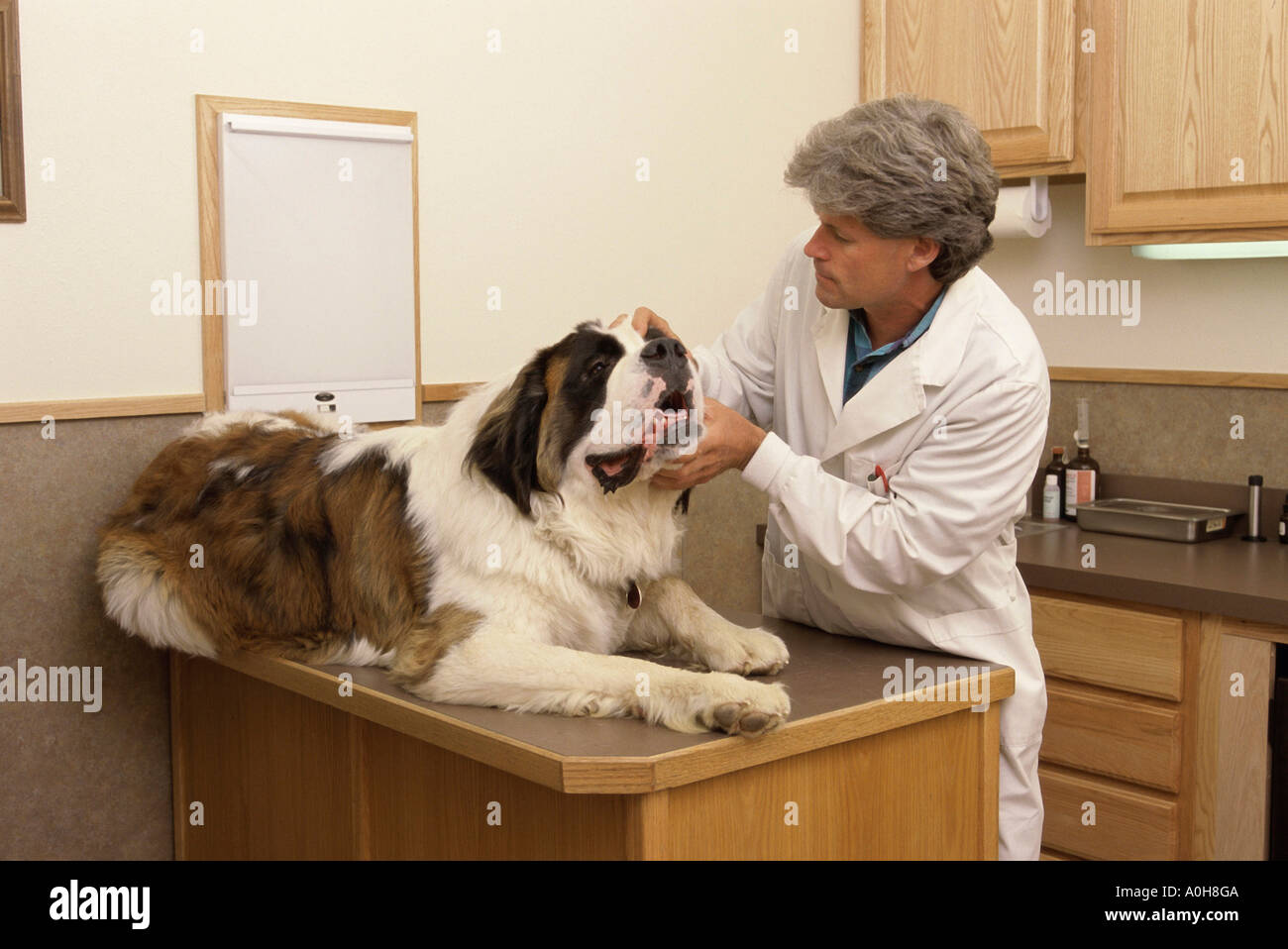 Male veterinarian examining a dog Stock Photo - Alamy