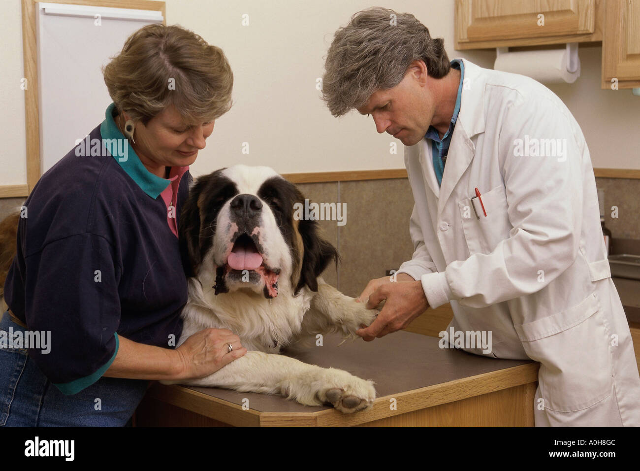 Male veterinarian examining a dog with a woman Stock Photo - Alamy