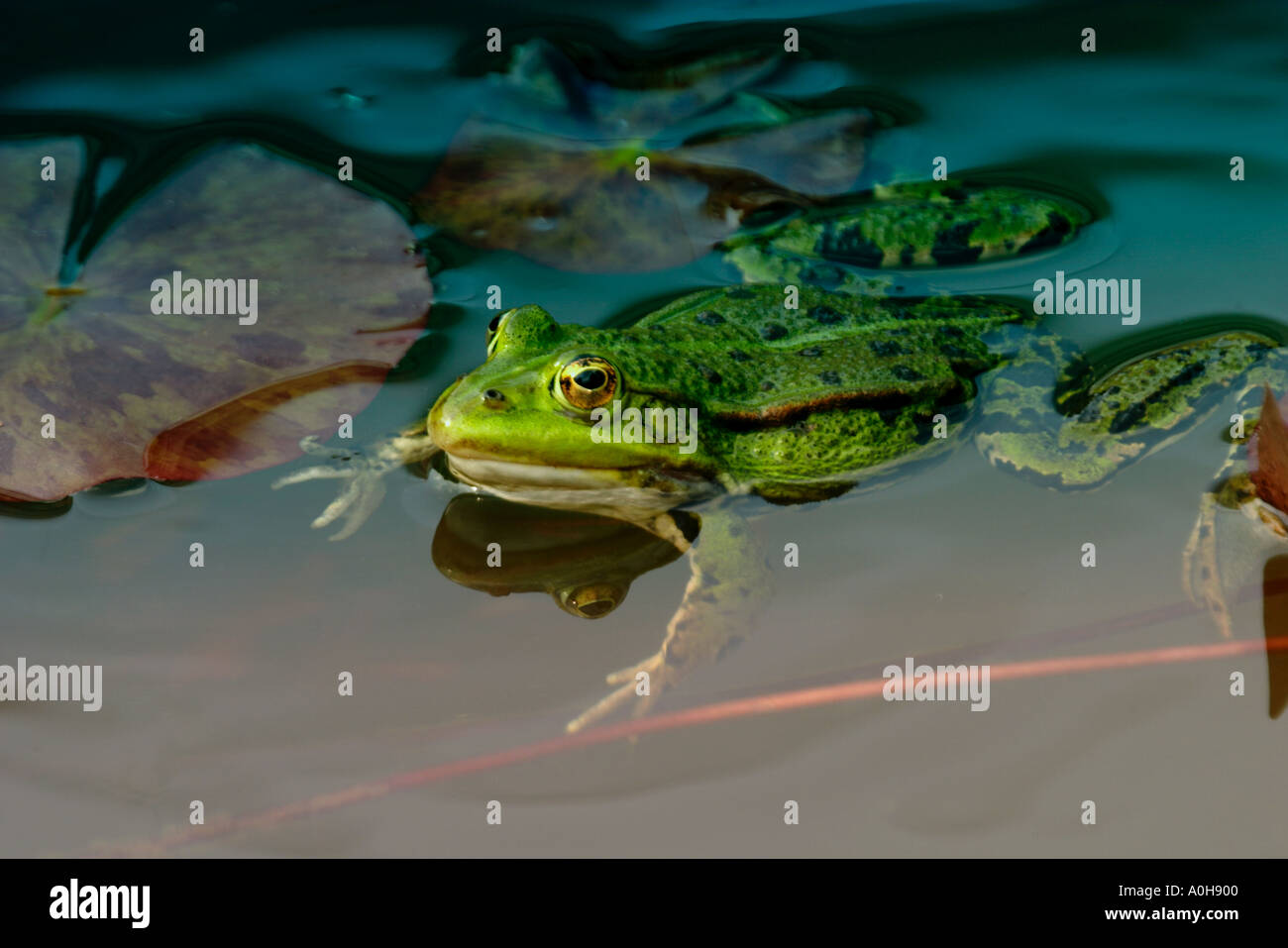 Frog in a swamp Stock Photo - Alamy