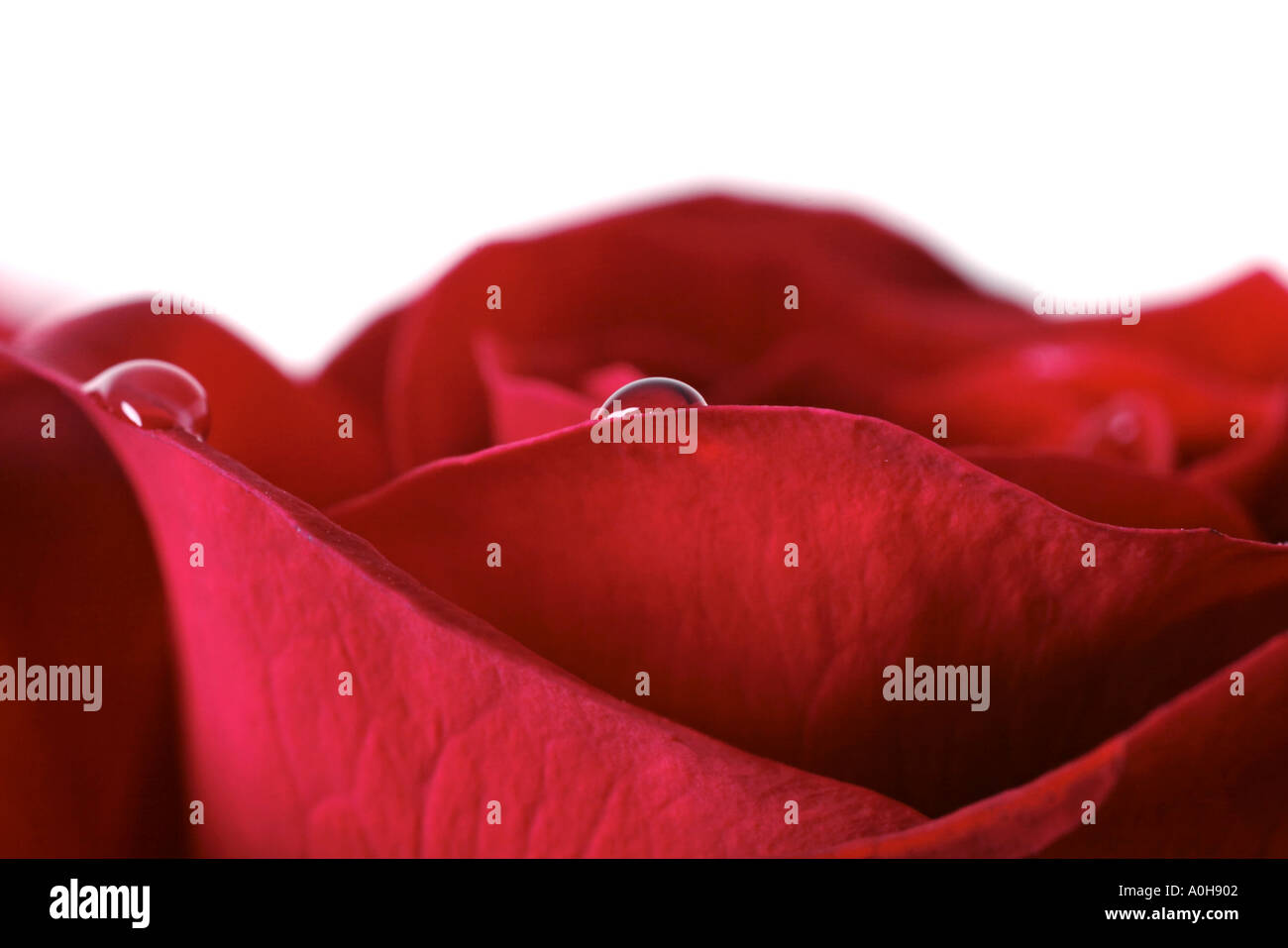 Red rose with water drops Stock Photo - Alamy