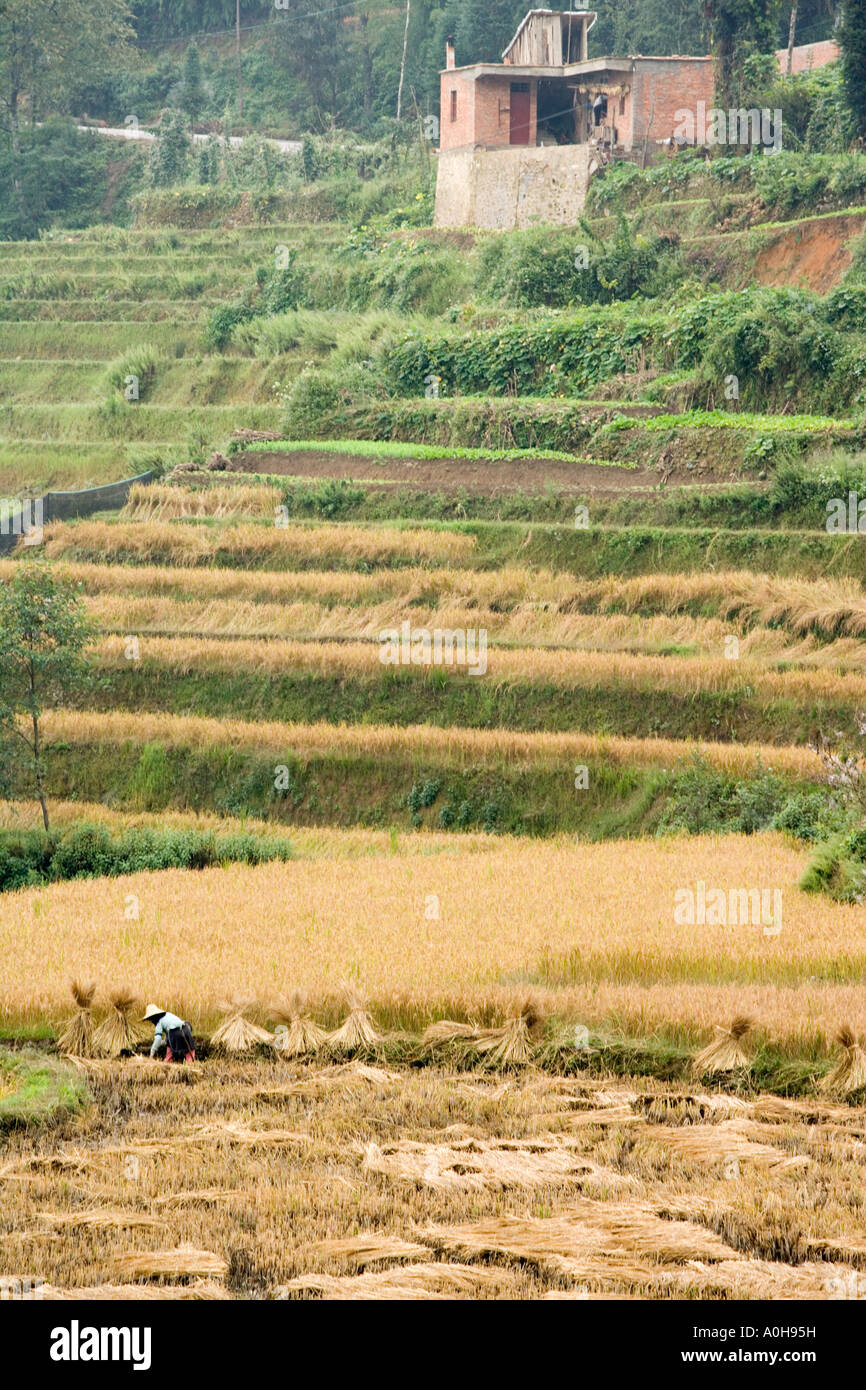 Chinese minority woman harvesting rice below her village, Xinjie, Yuanyang, Yunnan, China Stock ...