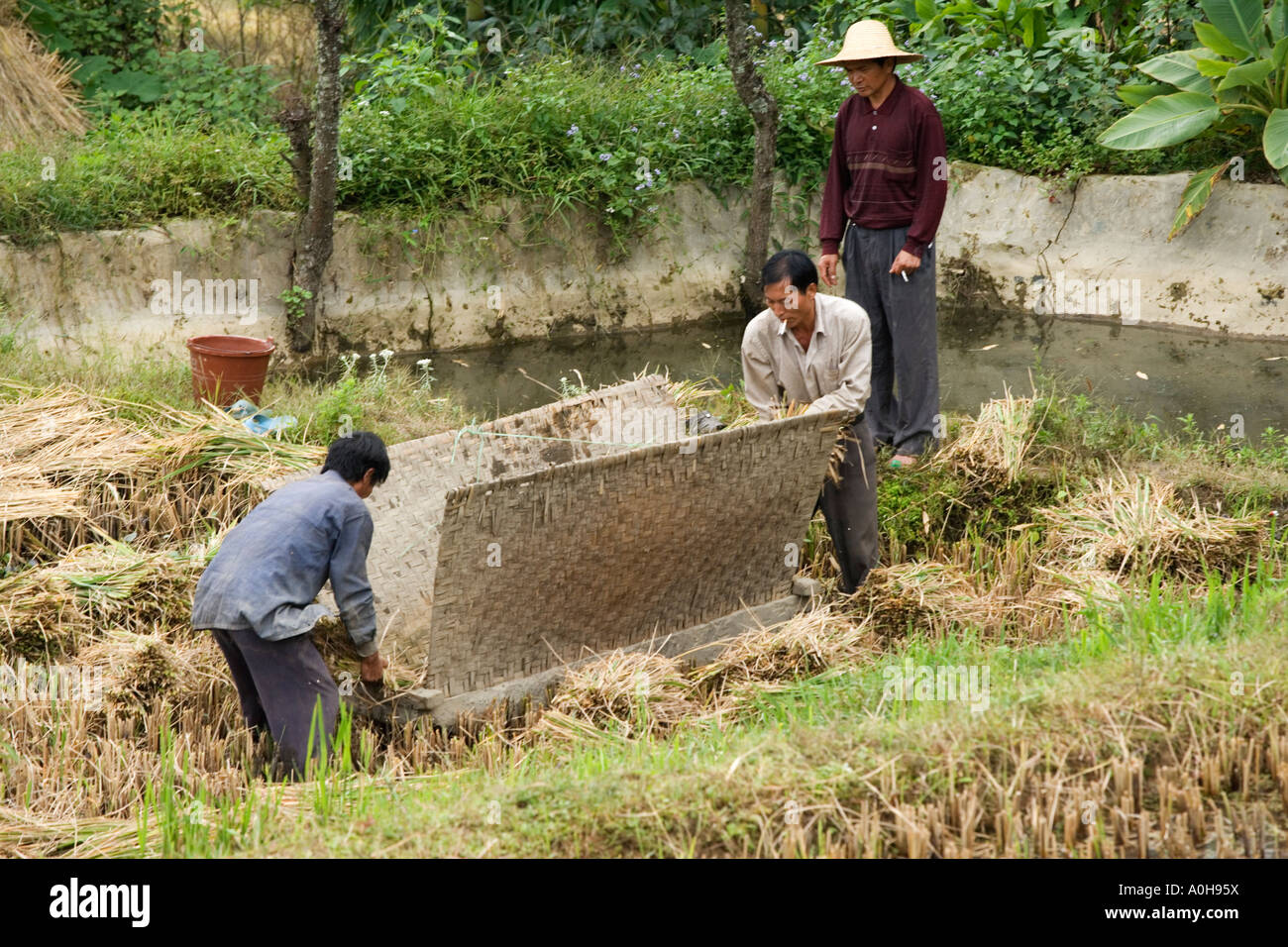Chinese minority men winnowing rice by hand, Xinjie, Yuanyang, Yunnan ...