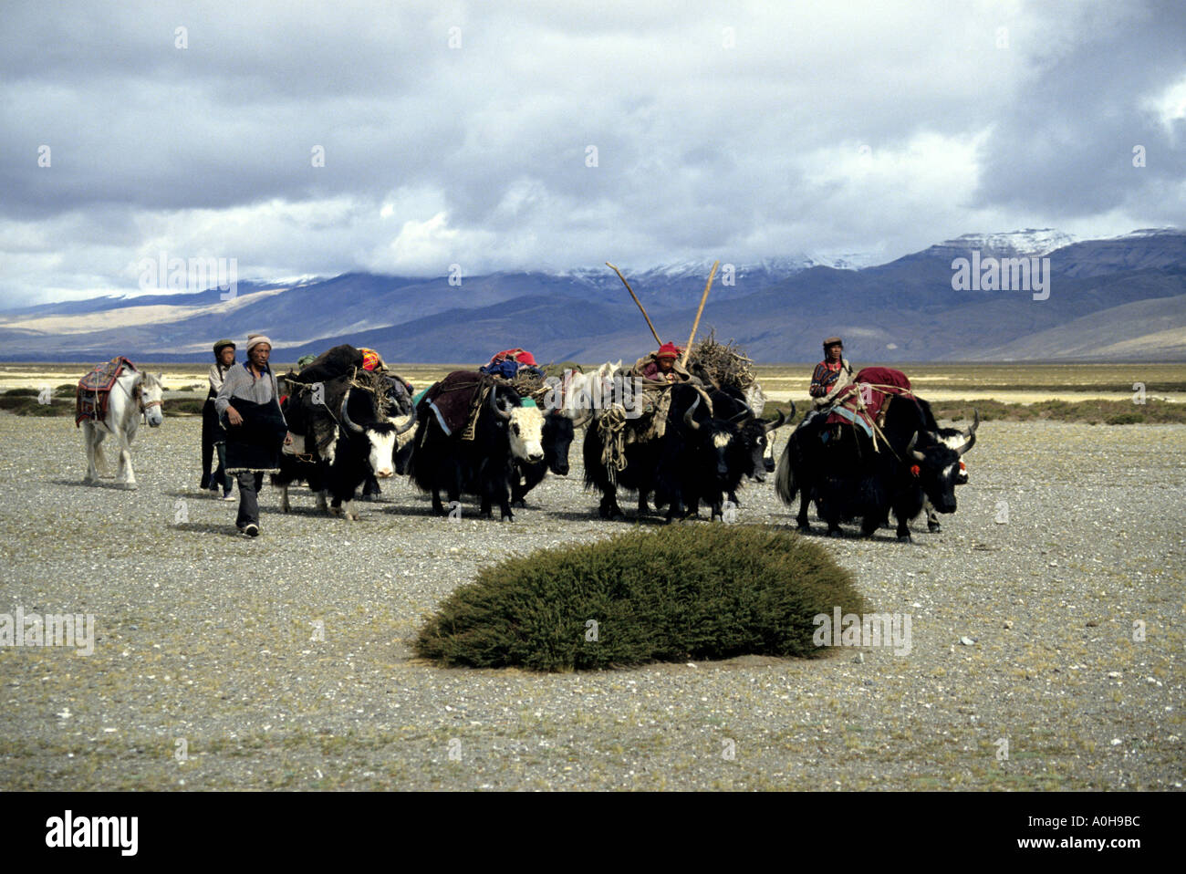 Pilgrims Yak caravan on the TIbetan Plateau going to the famous most ...